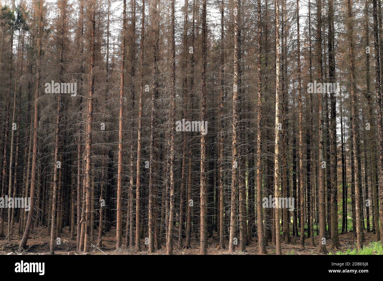 Bark beetle infestation hi-res stock photography and images - Alamy