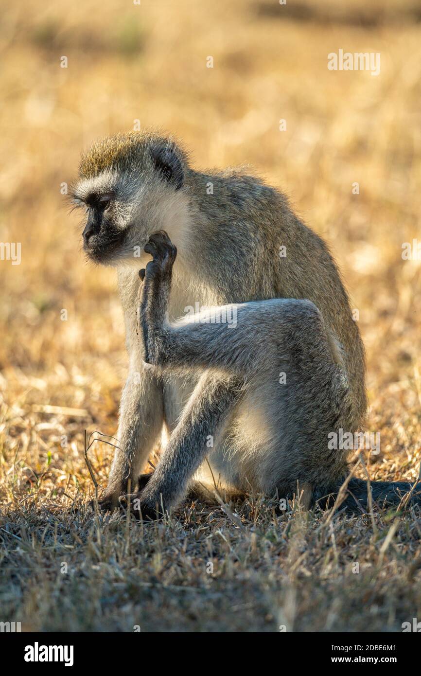 Monkey scratching hi-res stock photography and images - Alamy