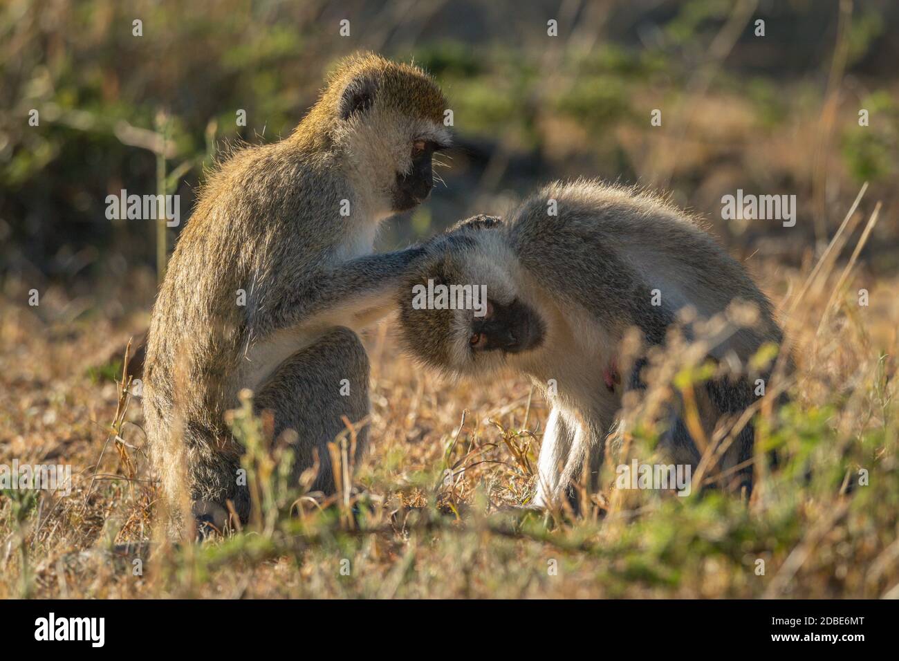Vervet monkey sits grooming another in grass Stock Photo - Alamy
