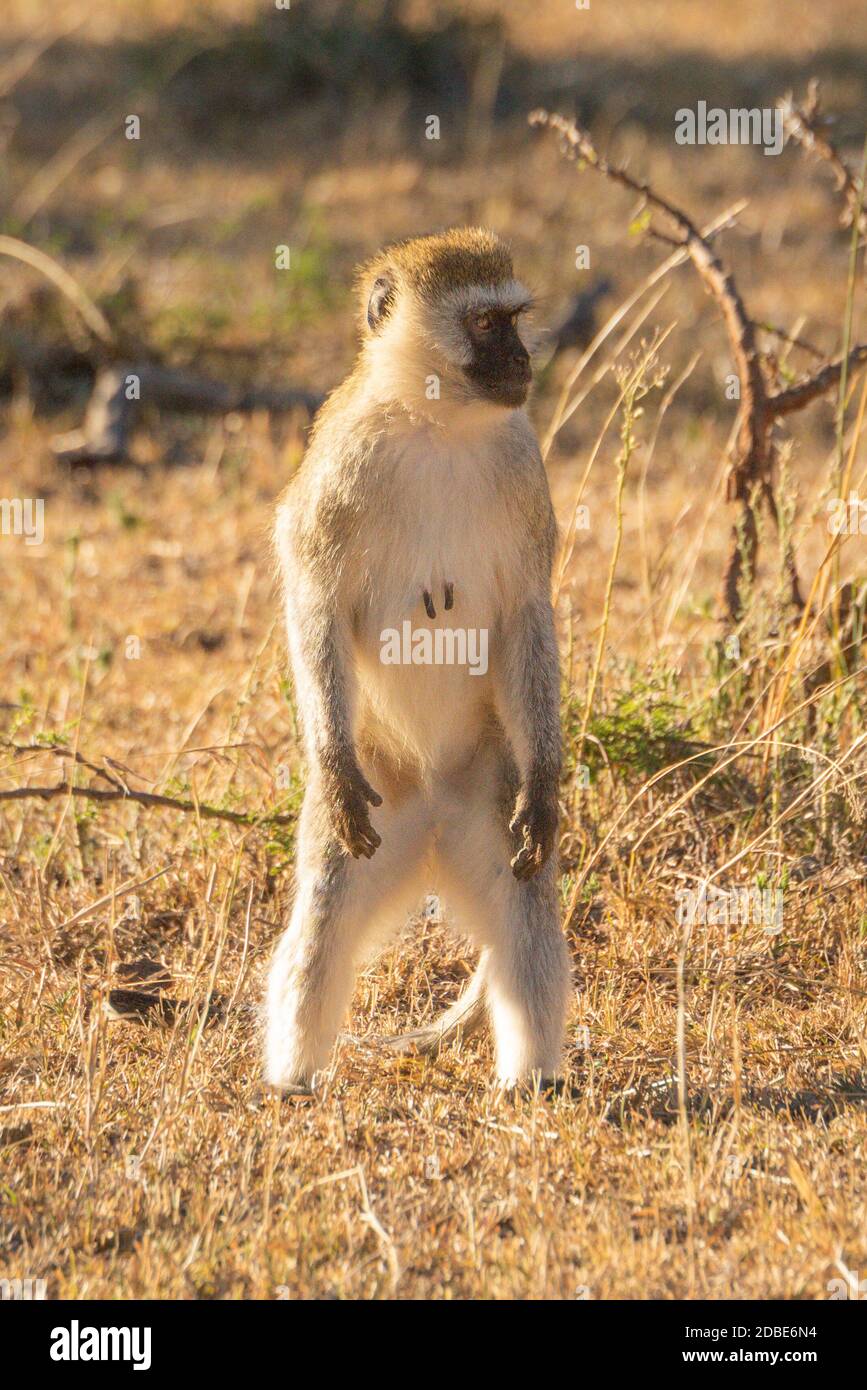 Vervet monkey stands on hind legs turning head Stock Photo - Alamy