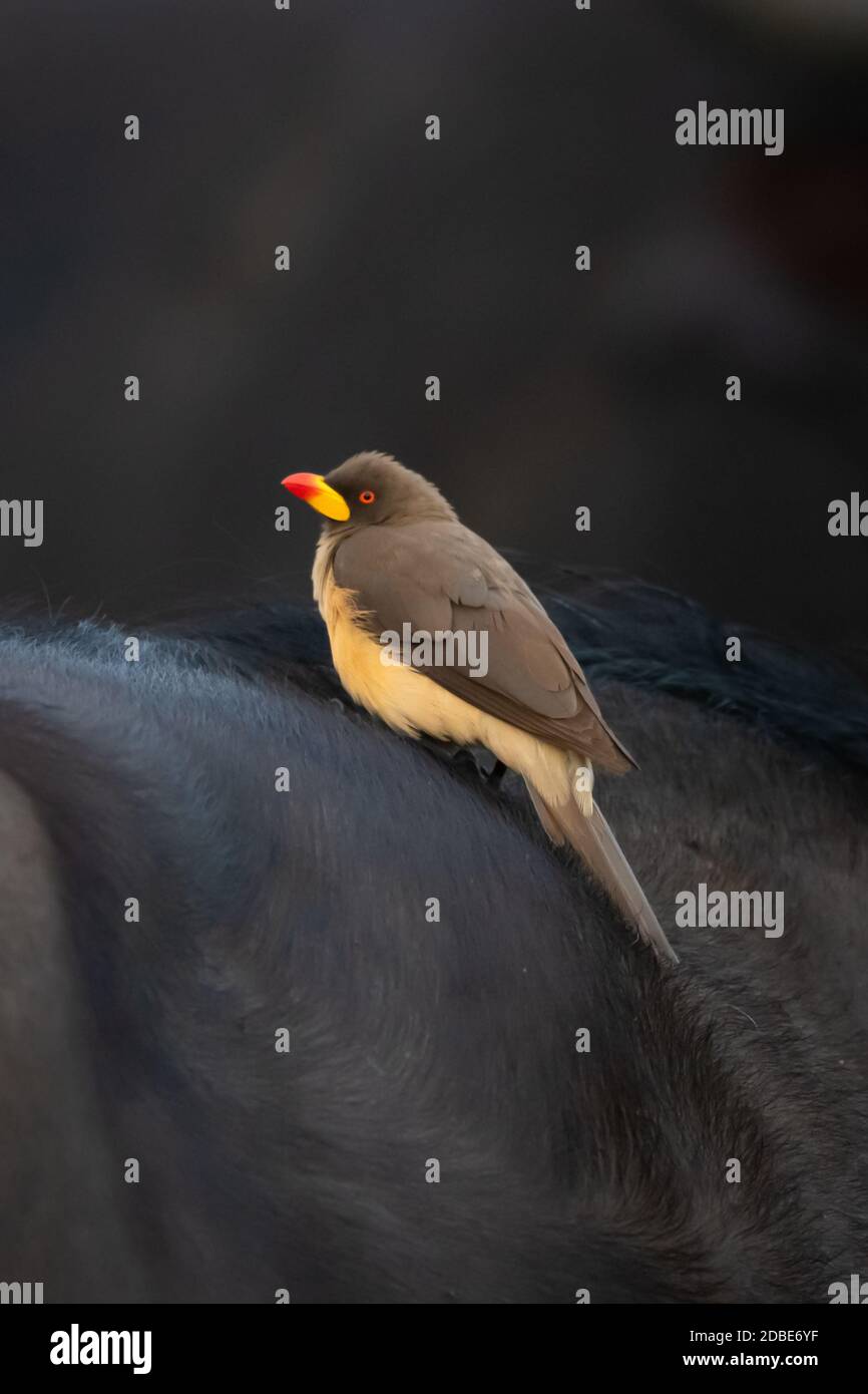 Yellow-billed oxpecker on back of Cape buffalo Stock Photo - Alamy