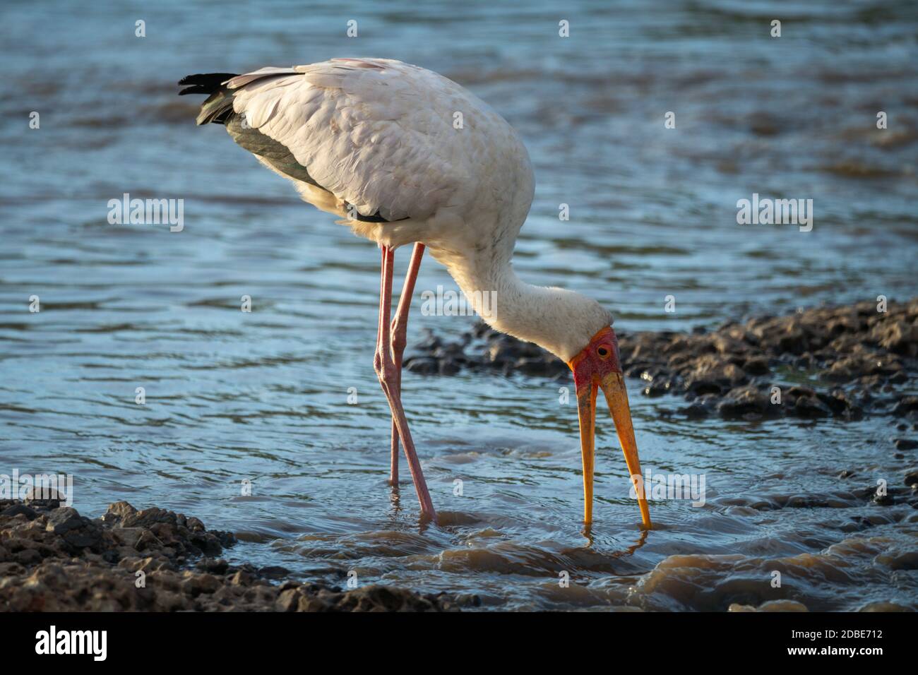 Yellow-billed stork stands drinking from shallow river Stock Photo - Alamy