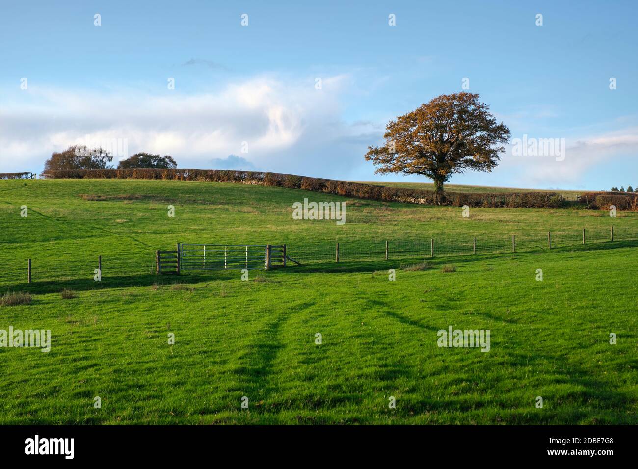 Oak tree growing in a hedgerow near Monmouth in South Wales Stock Photo ...