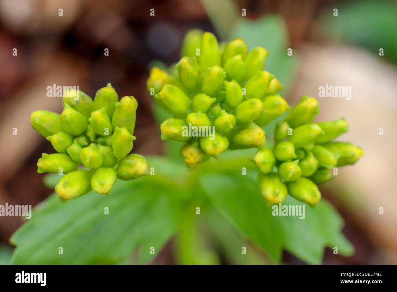 Buds summer hi-res stock photography and images - Alamy