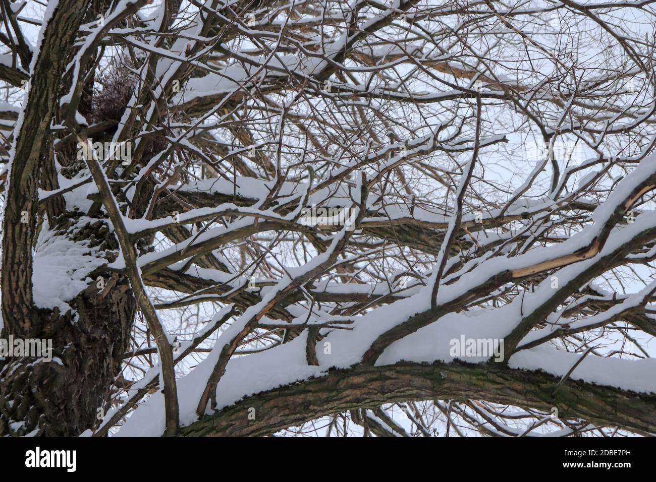Tree with branches under snow Stock Photo - Alamy