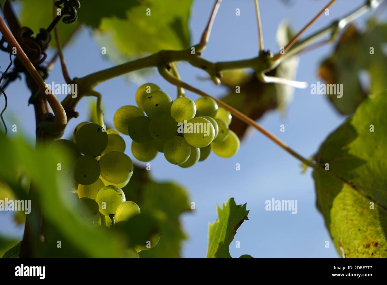 Grapes from the wine-growing region on the Danube photographed in ...