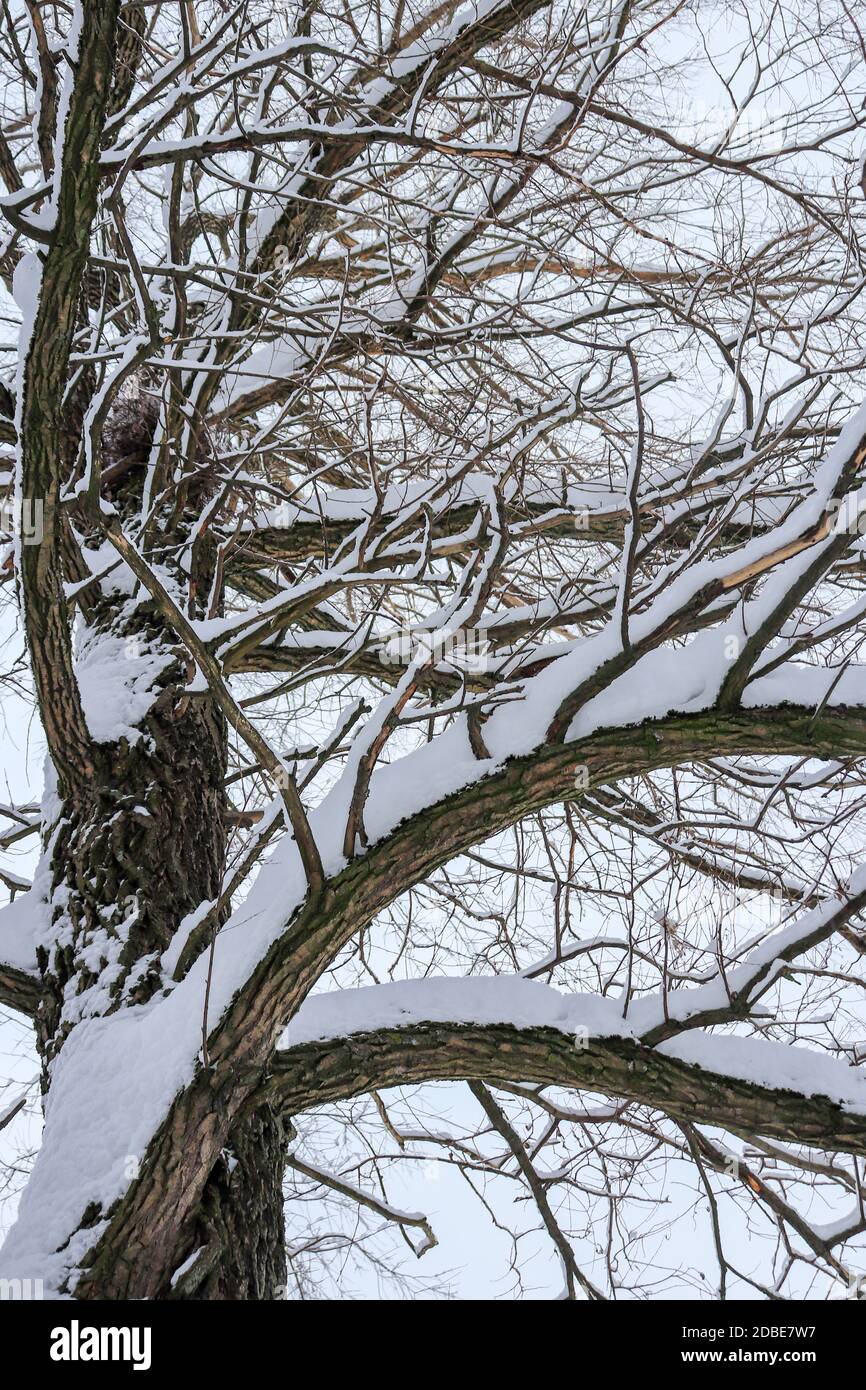 Tree with branches under snow Stock Photo - Alamy
