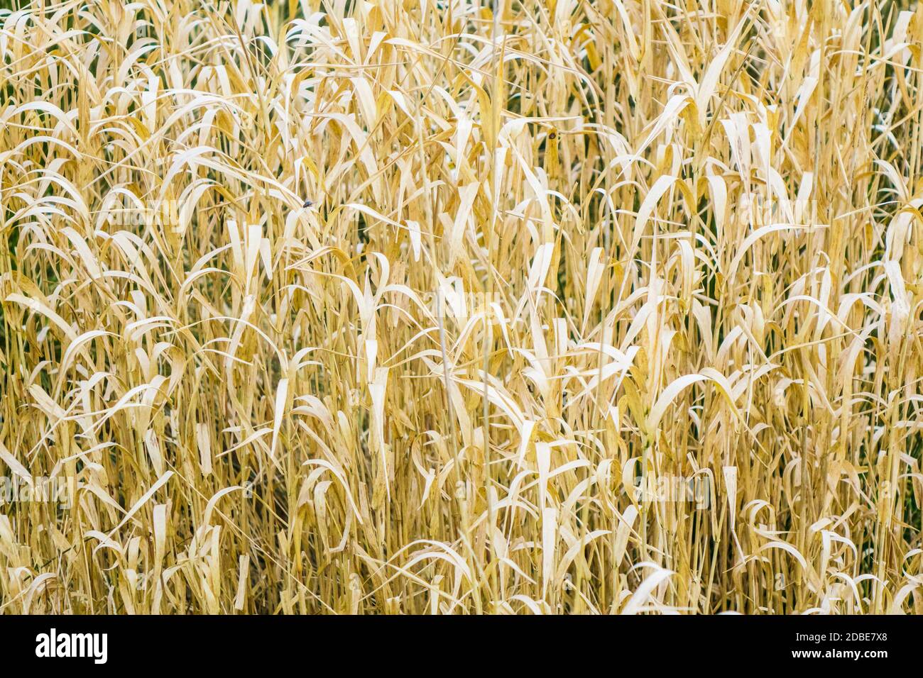 Reed beds In Spring near the Lancaster Canal UK Stock Photo - Alamy