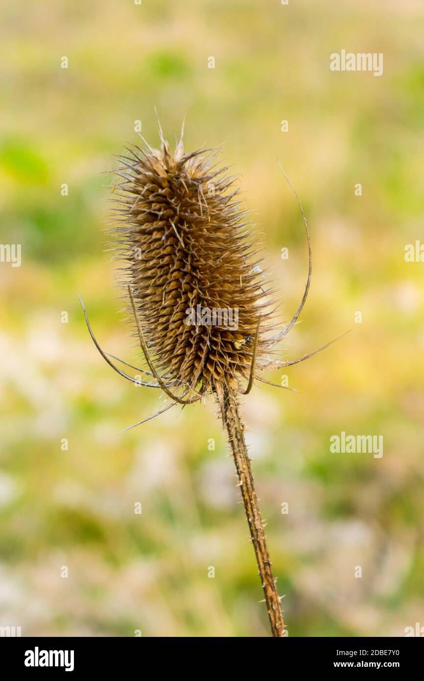 Teasel comb hi-res stock photography and images - Alamy
