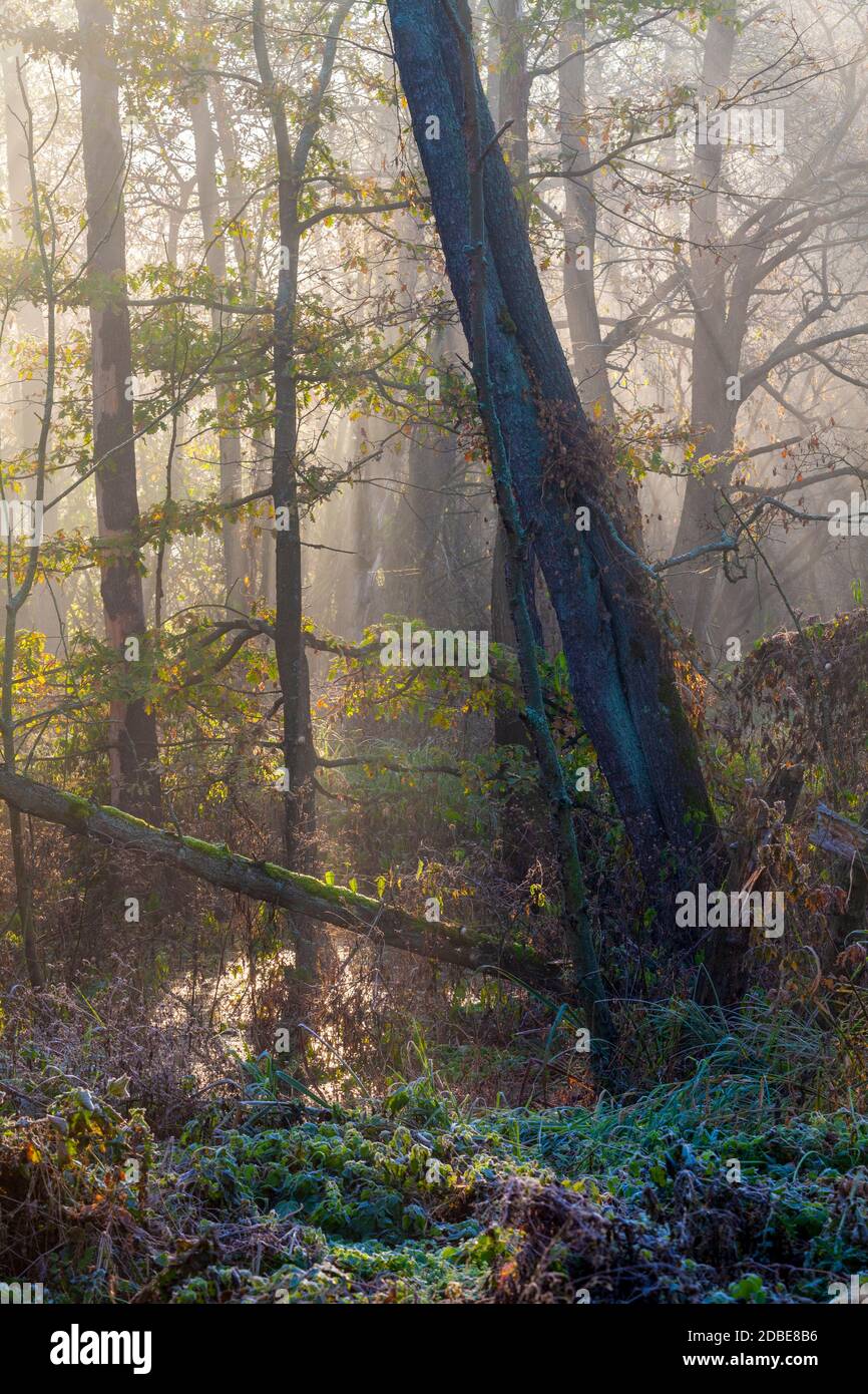 Warmia and Masuria, Poland, Europe Stock Photo - Alamy