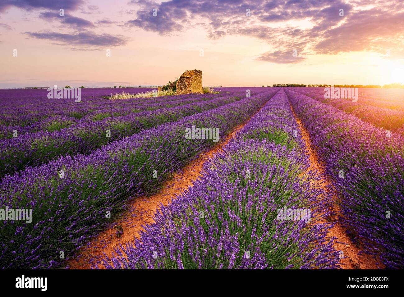 Lavender field summer sunset landscape near Valensole.Provence,France Stock Photo - Alamy