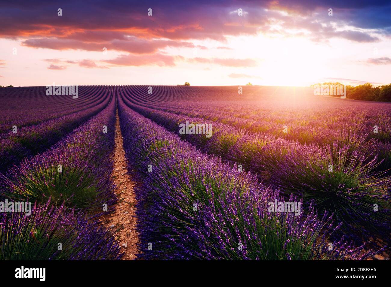 Lavender field summer sunset landscape near Valensole.Provence,France Stock Photo - Alamy