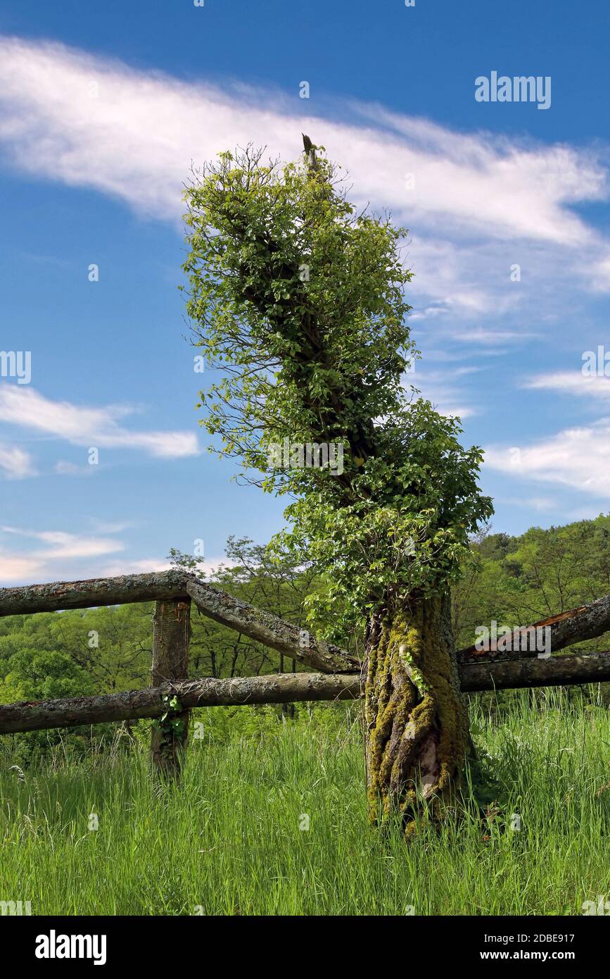 Tree Trunk Fence Fence stock image. Image of barricade, line, trunks ...