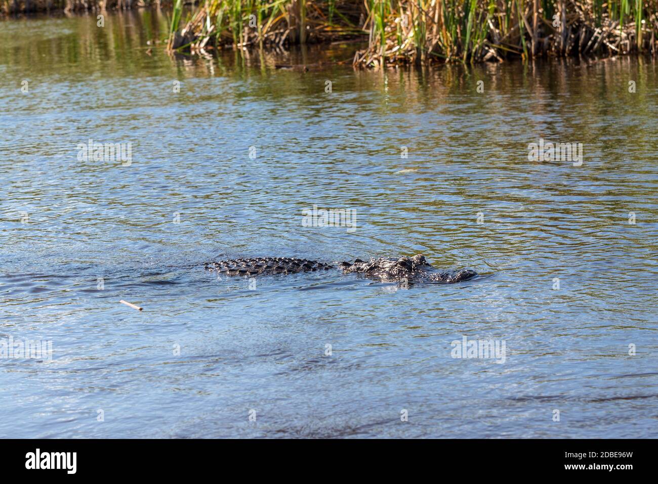 Predators in the everglades hi-res stock photography and images - Alamy