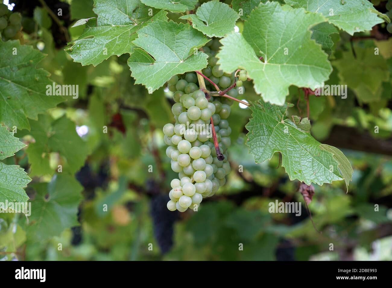 Grapes from the wine-growing region on the Danube photographed in ...
