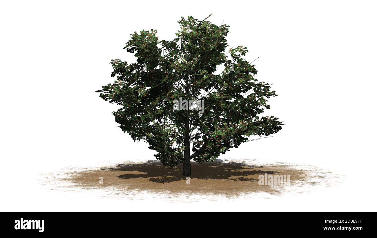 American holly tree hi-res stock photography and images - Alamy