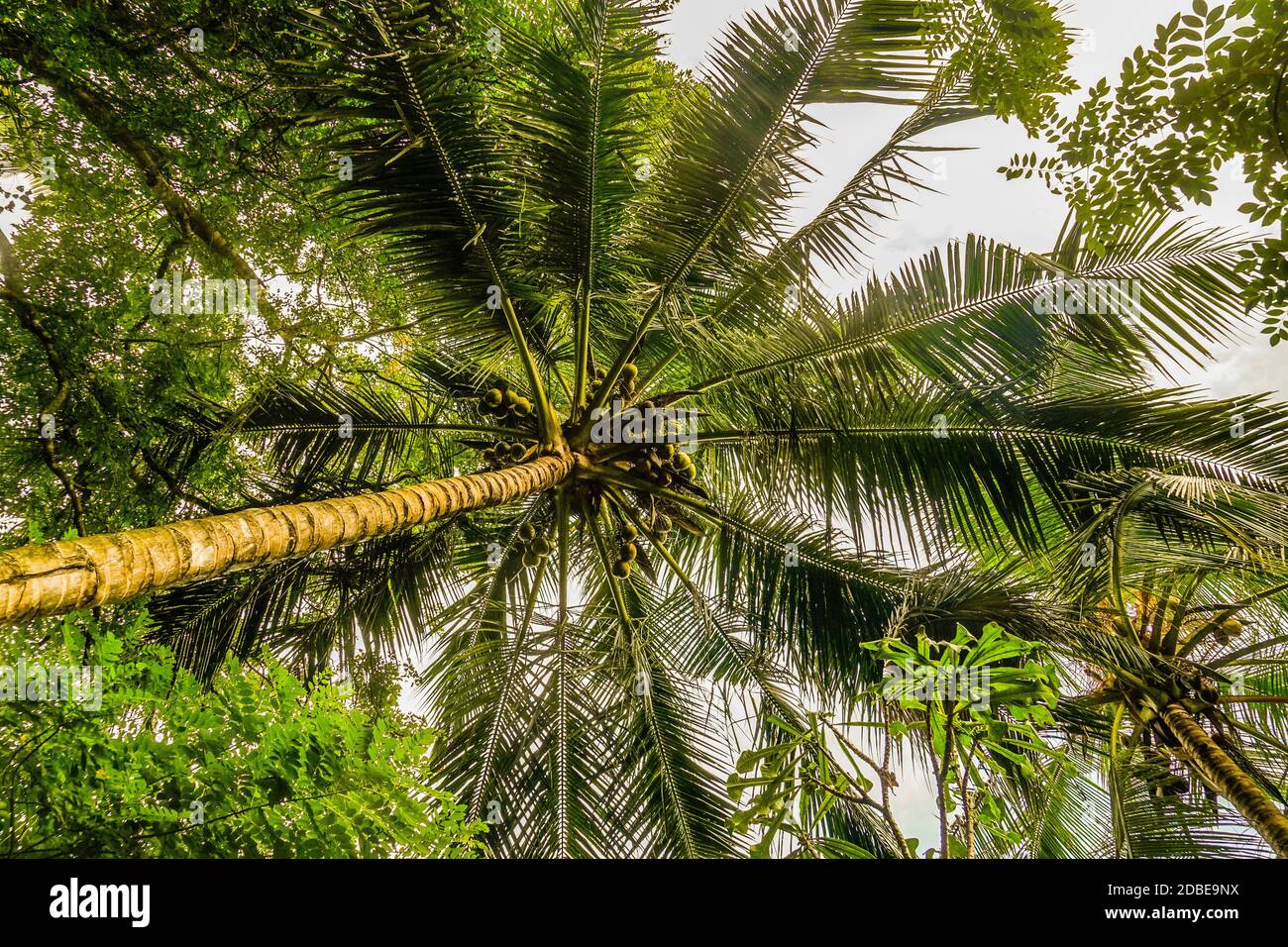 Palm tree that grows in Sri Lanka of grassland. Shooting Location: Sri ...