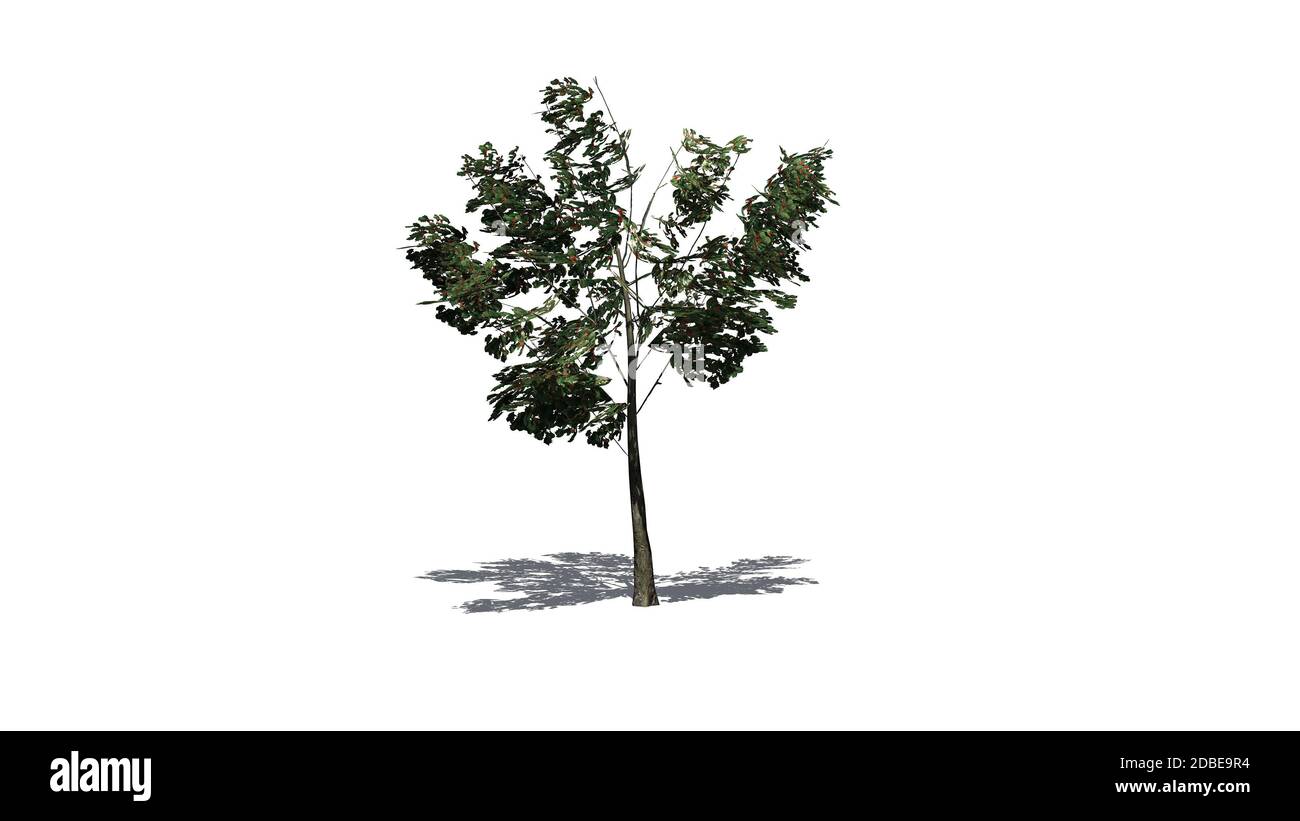 a single American Holly shrub with shadow on the floor Stock Photo - Alamy