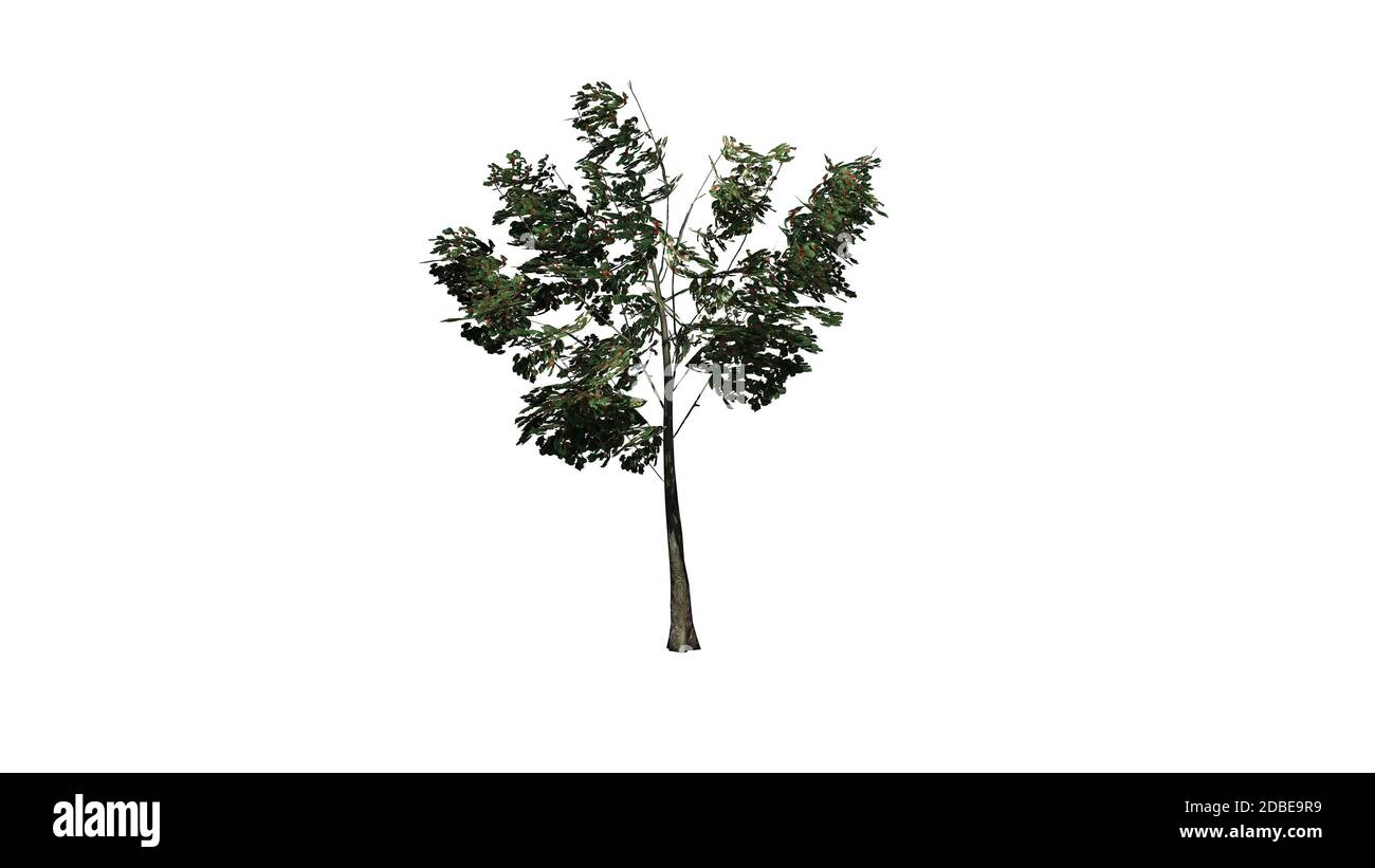 American holly shrub Cut Out Stock Images & Pictures - Alamy