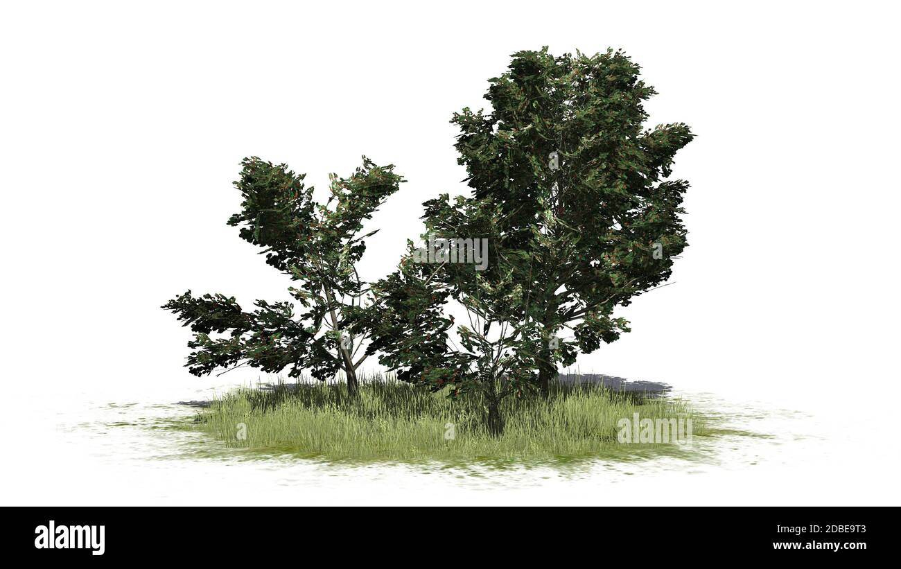 Grass shrubs Cut Out Stock Images & Pictures - Alamy