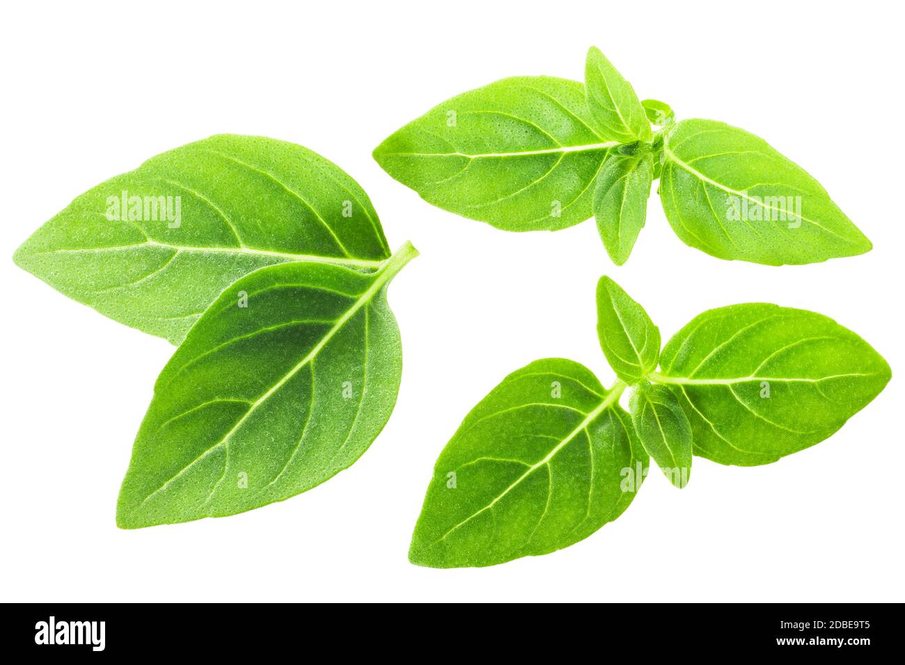 Greek basil hi-res stock photography and images - Alamy