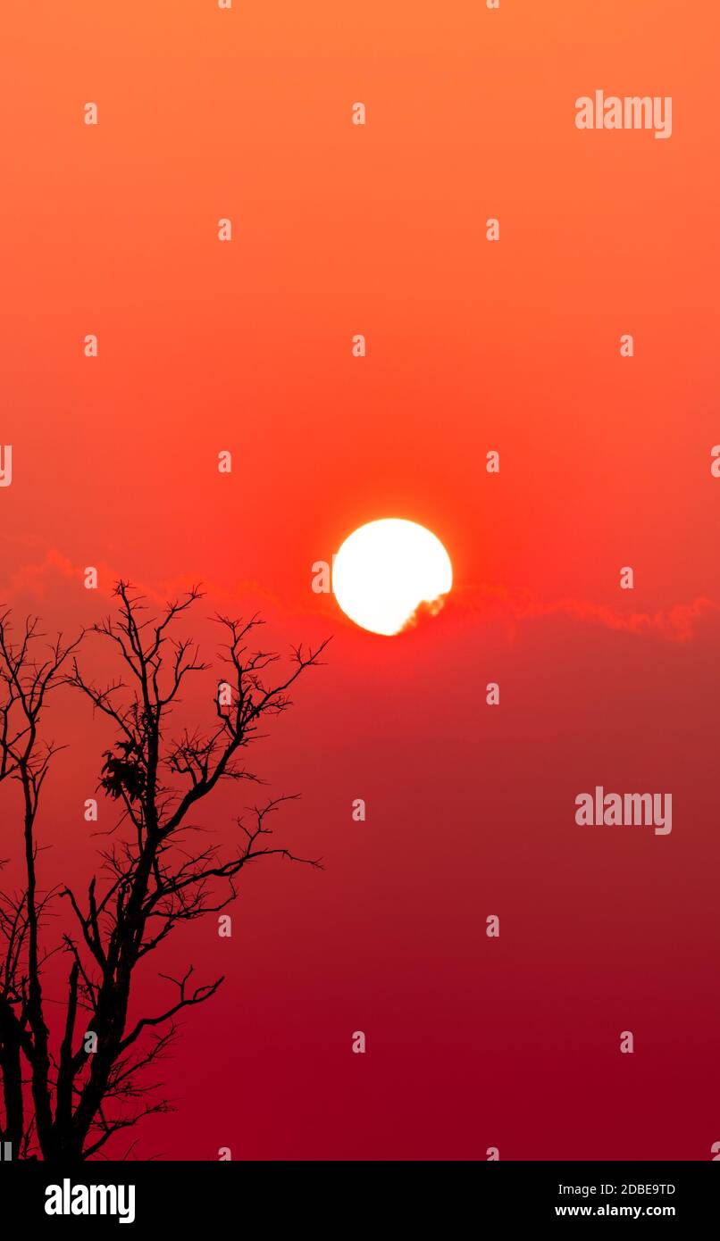 Beautiful silhouette dead tree and red sunset sky and clouds. Romantic ...