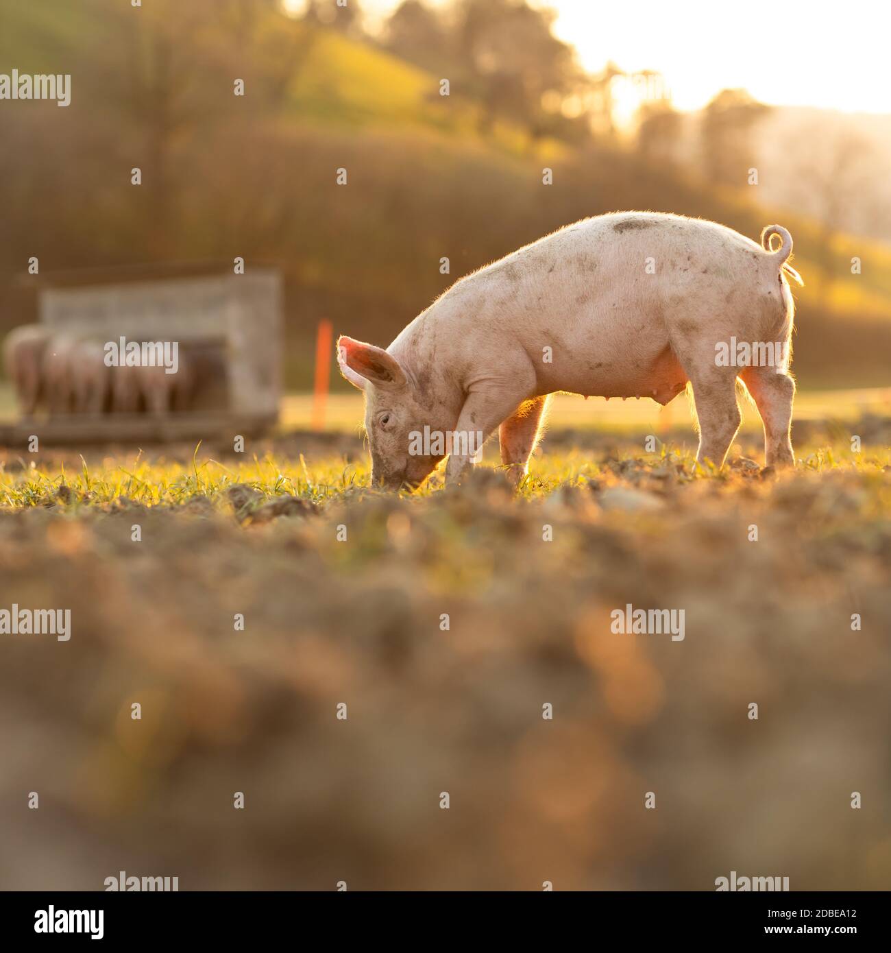 Pigs eating on a meadow in an organic meat farm - wide angle lens shot ...