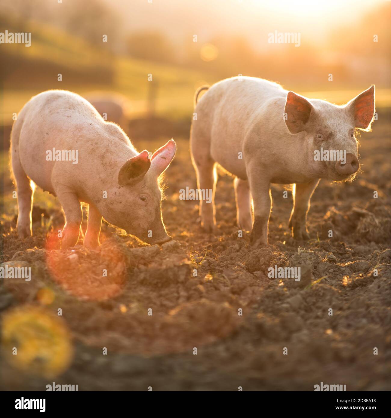 Pigs eating on a meadow in an organic meat farm - wide angle lens shot ...