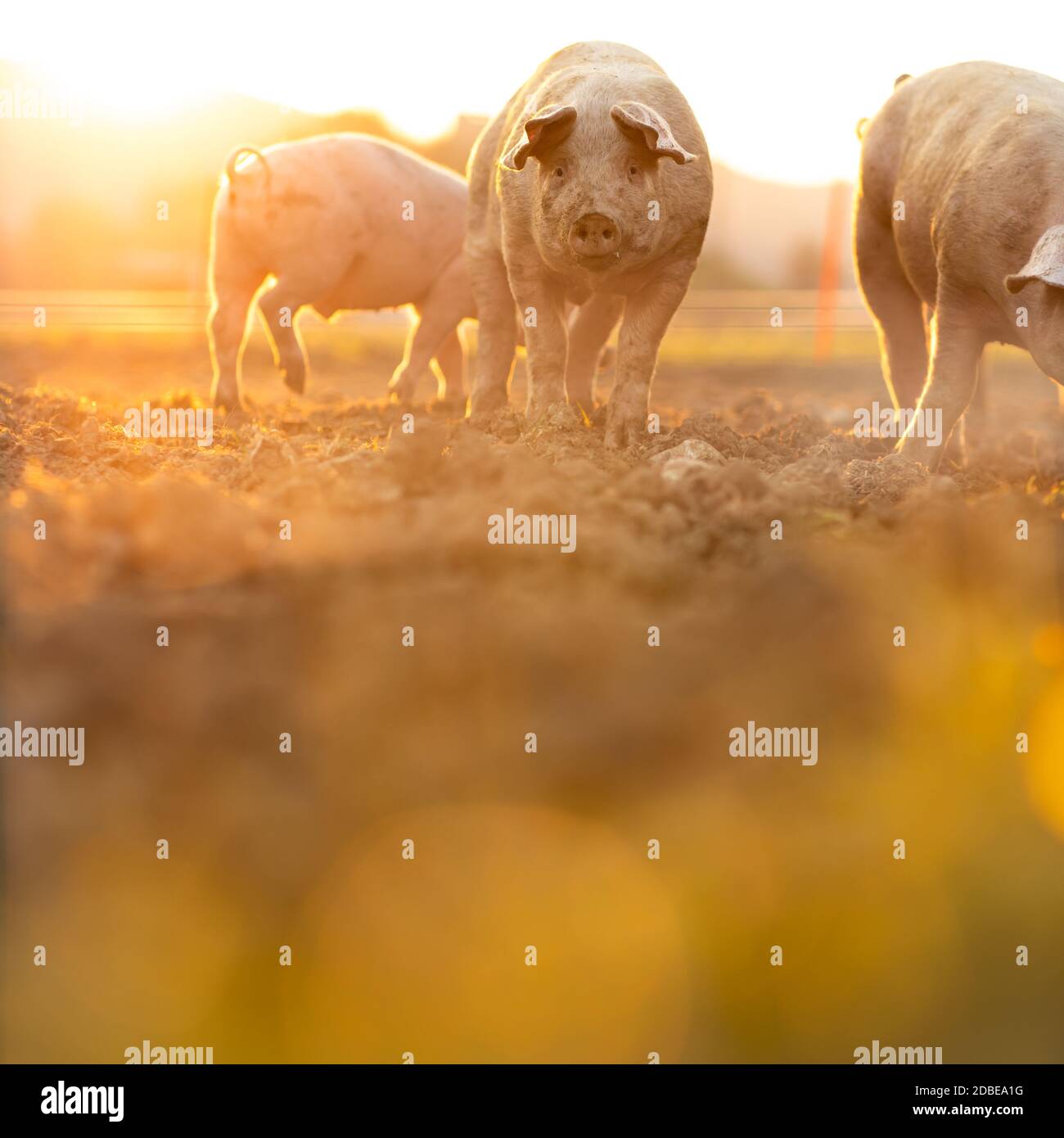 Pigs eating on a meadow in an organic meat farm - wide angle lens shot ...