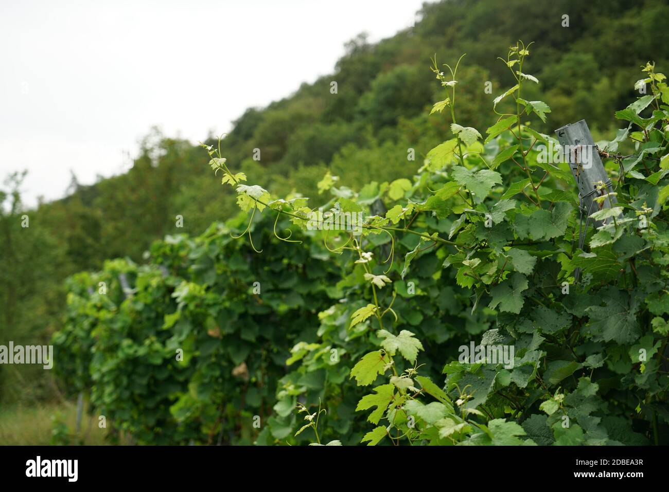 Grapes from the wine-growing region on the Danube photographed in ...