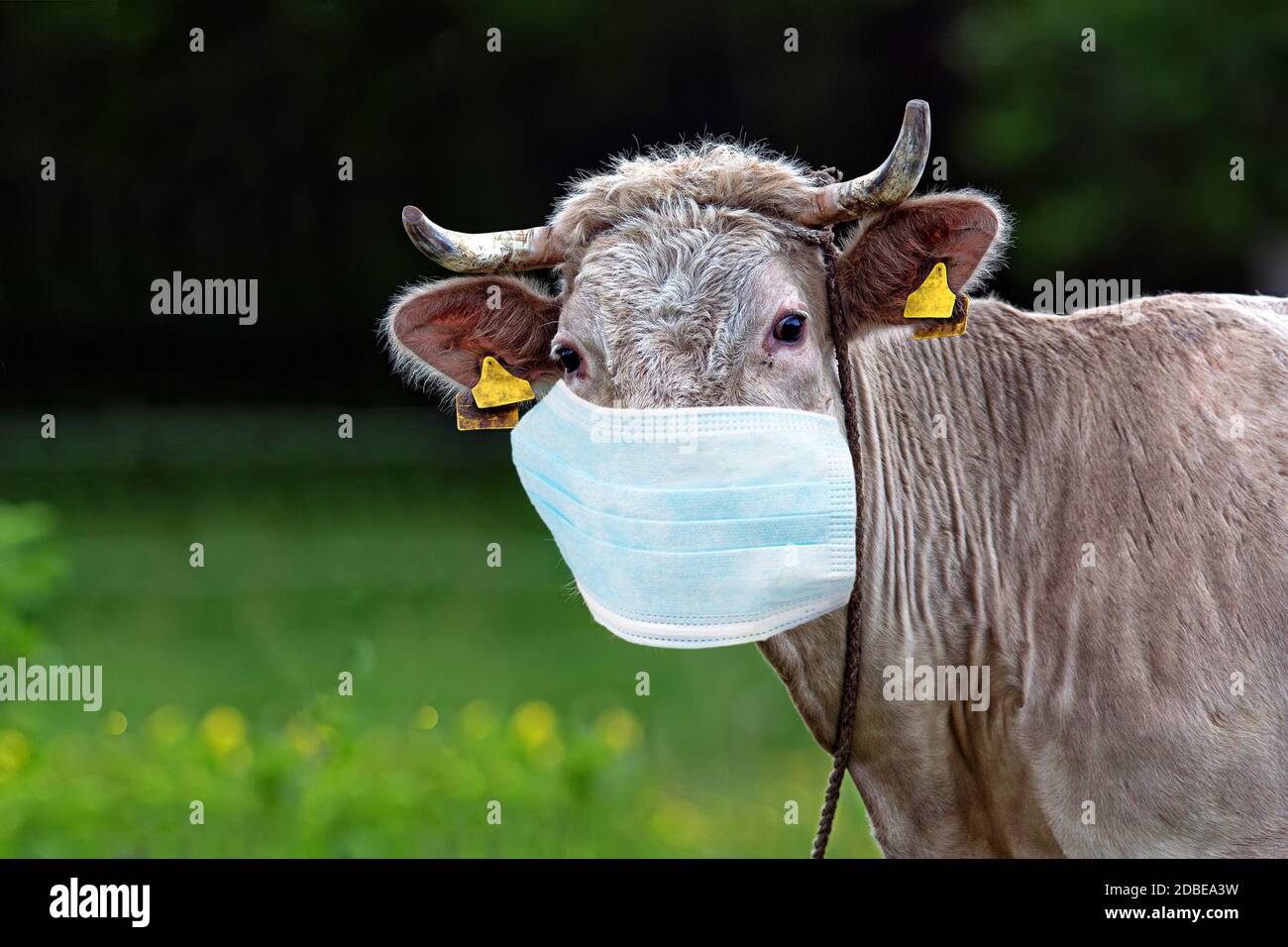 Cow in a clearing in the mask Stock Photo - Alamy