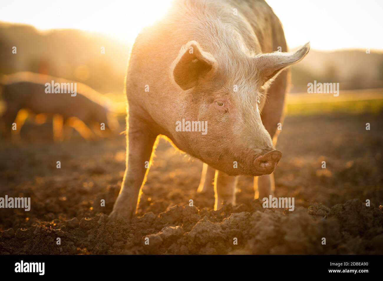 Pigs eating on a meadow in an organic meat farm - wide angle lens shot ...