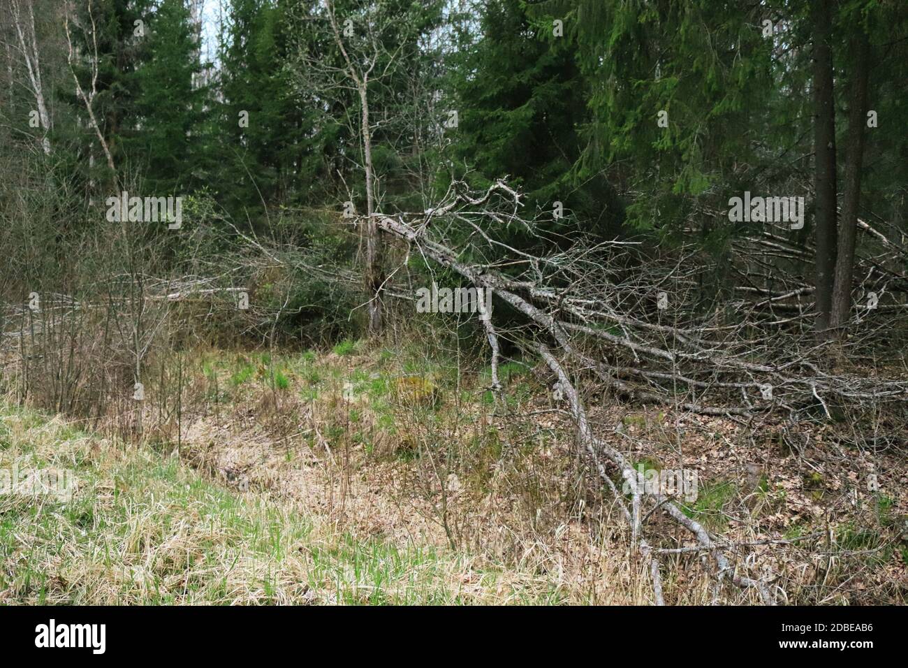 Overturned tree with lots of branches in nature-barred area in the ...