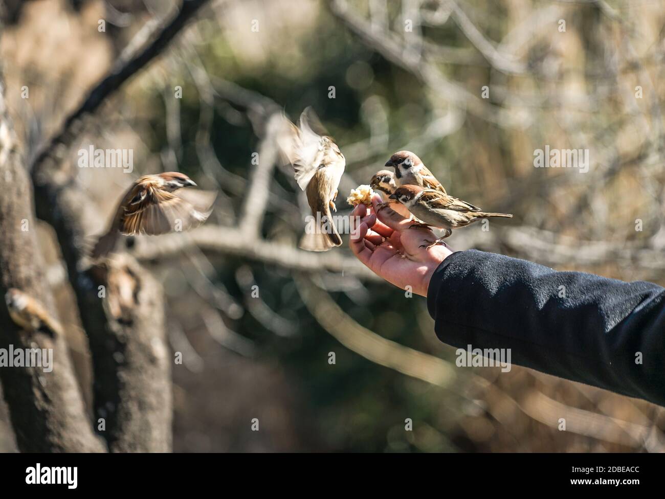 Feeding of the sparrow. Shooting Location: Tokyo metropolitan area ...
