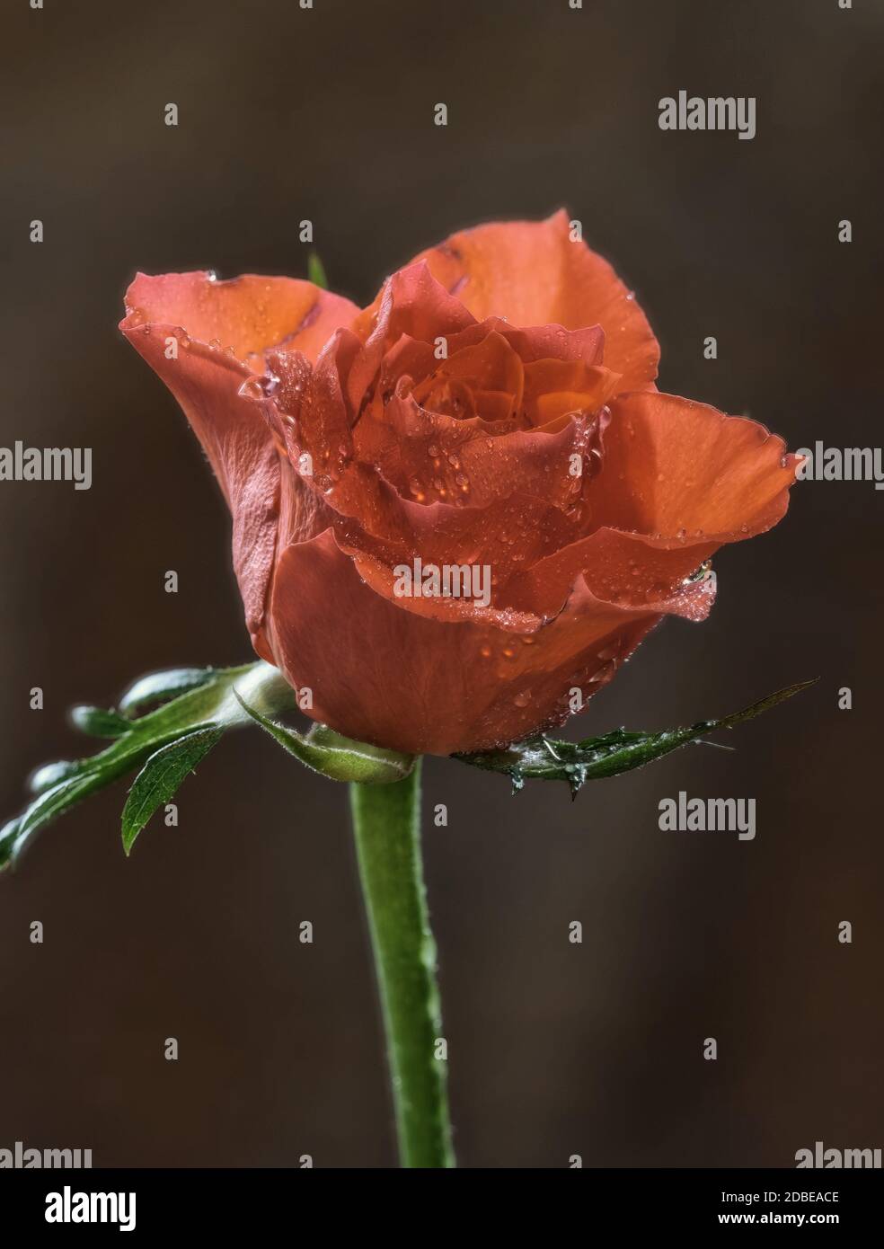 Rose With Thorns High Resolution Stock Photography and Images - Alamy
