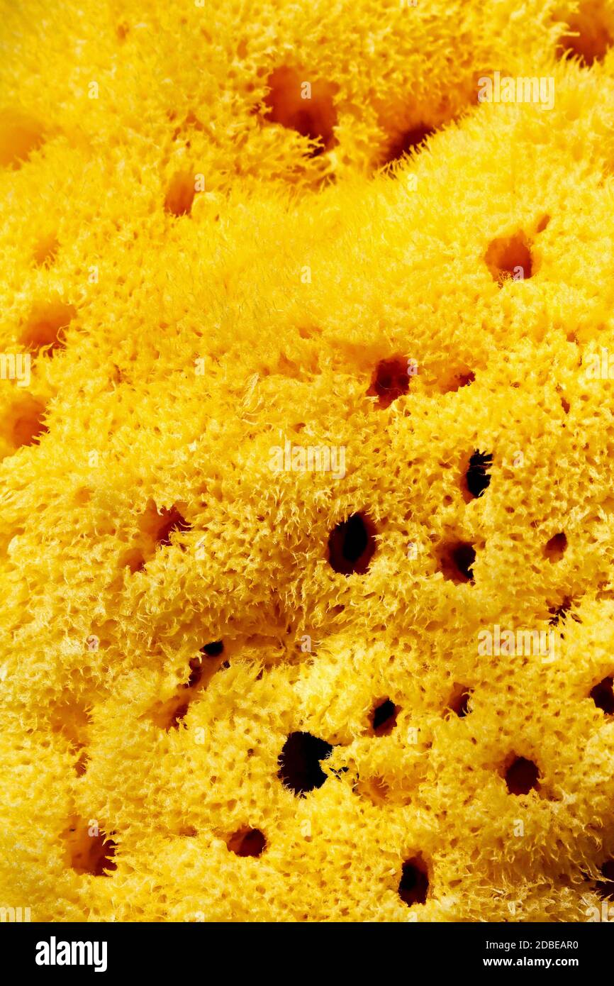 Sea sponge texture hi-res stock photography and images - Alamy