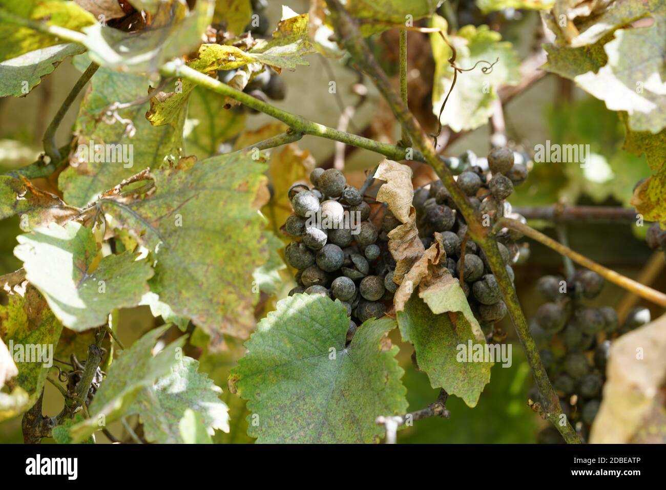 Grapes from the wine-growing region on the Danube photographed in ...