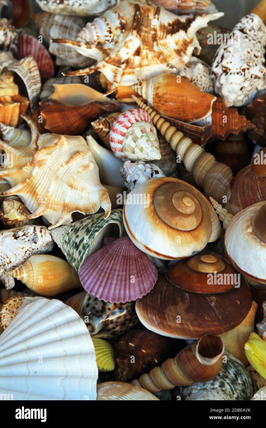 Big pile of colorful decorative sea shells Stock Photo - Alamy