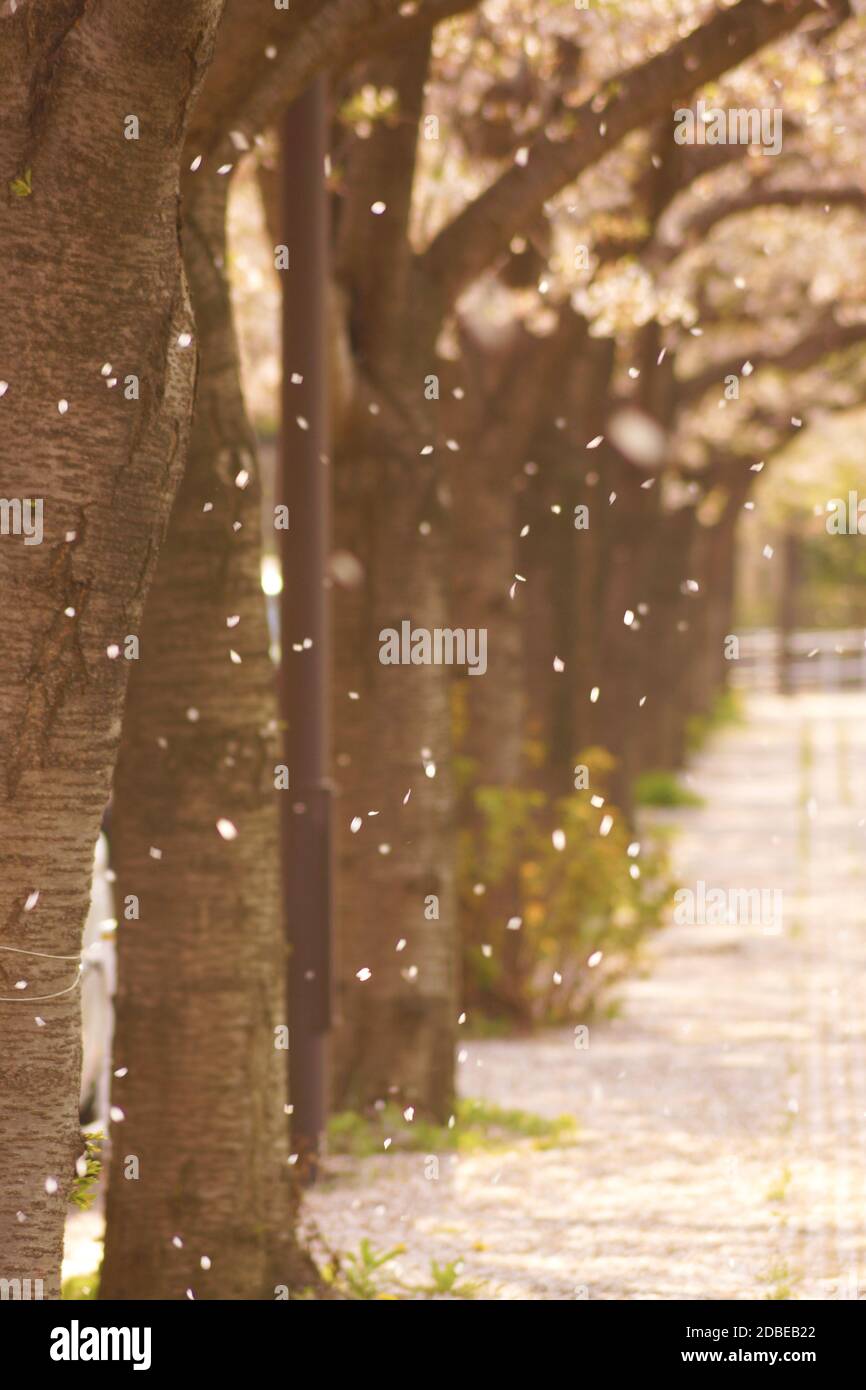 Rain of Sakura Stock Photo - Alamy