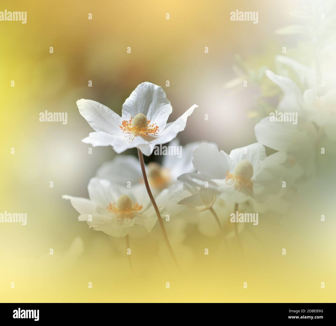 Beautiful Nature Background.Floral Art Design.Abstract Macro ...