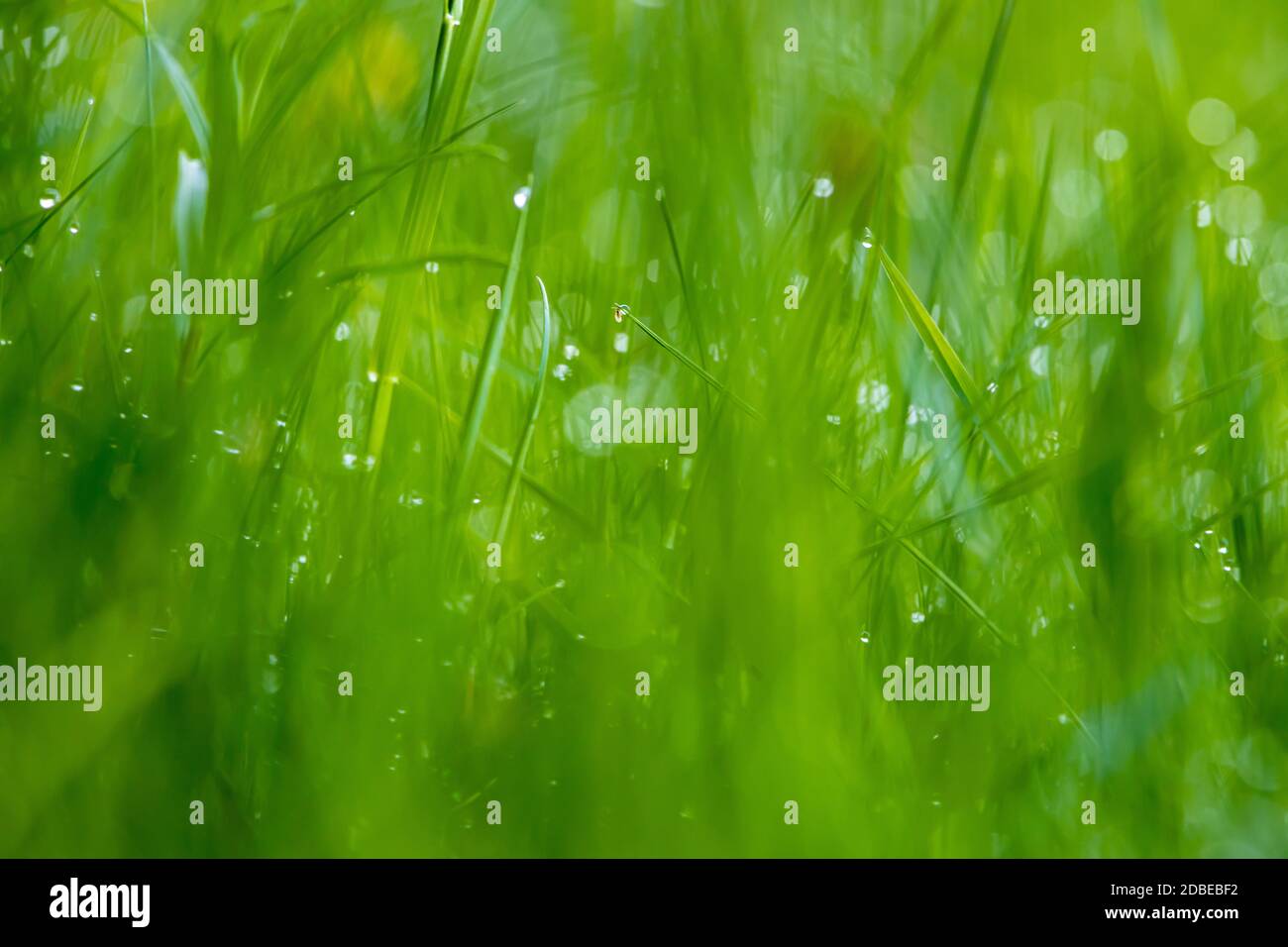 Dew grass field hi-res stock photography and images - Alamy