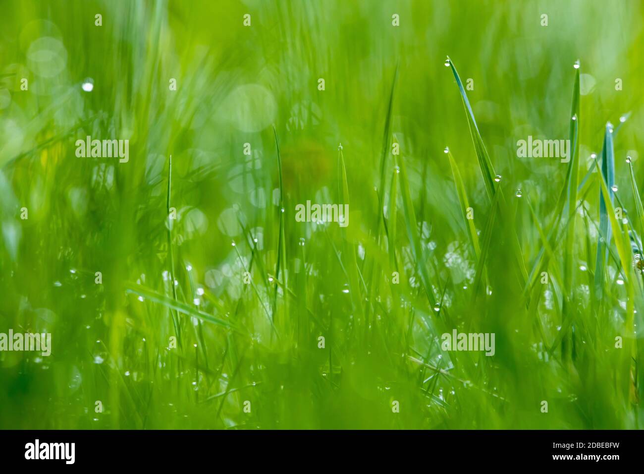 Green grass with dew hi-res stock photography and images - Alamy