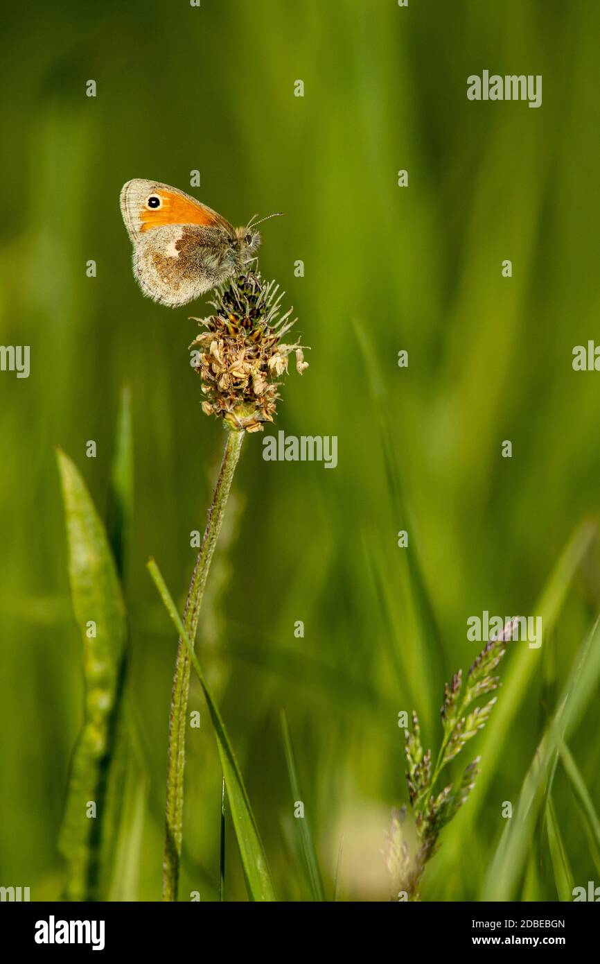 Hay birds hi-res stock photography and images - Alamy