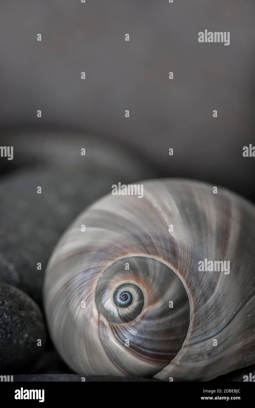 close up of sharks eye snail shell and pebble Stock Photo - Alamy