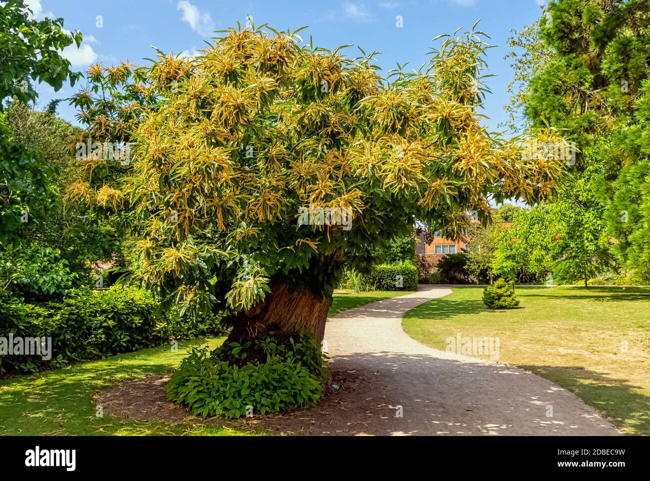 Castanea sativa known as sweet chestnut or Spanish chestnut Stock Photo ...
