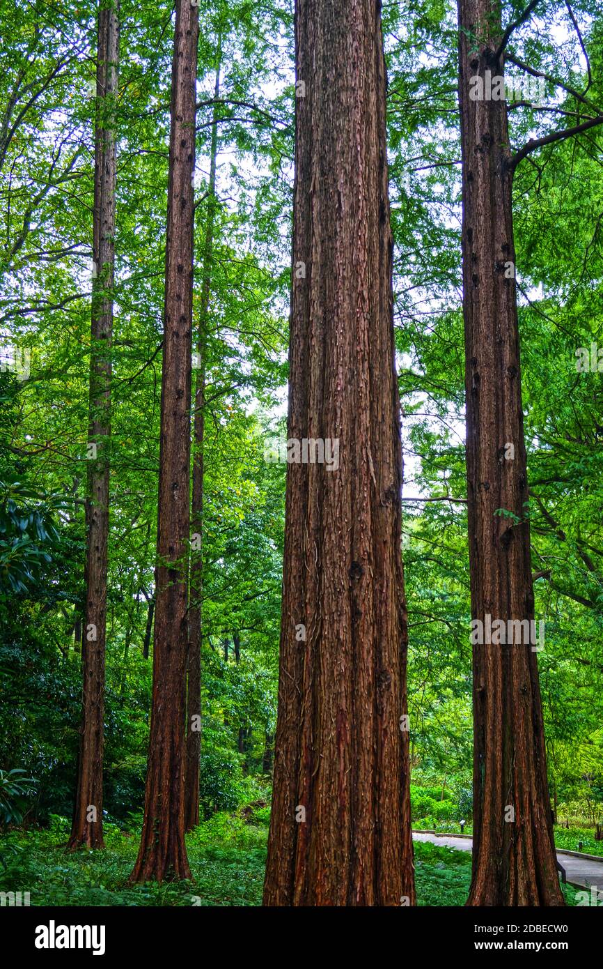 Scared tree hi-res stock photography and images - Alamy