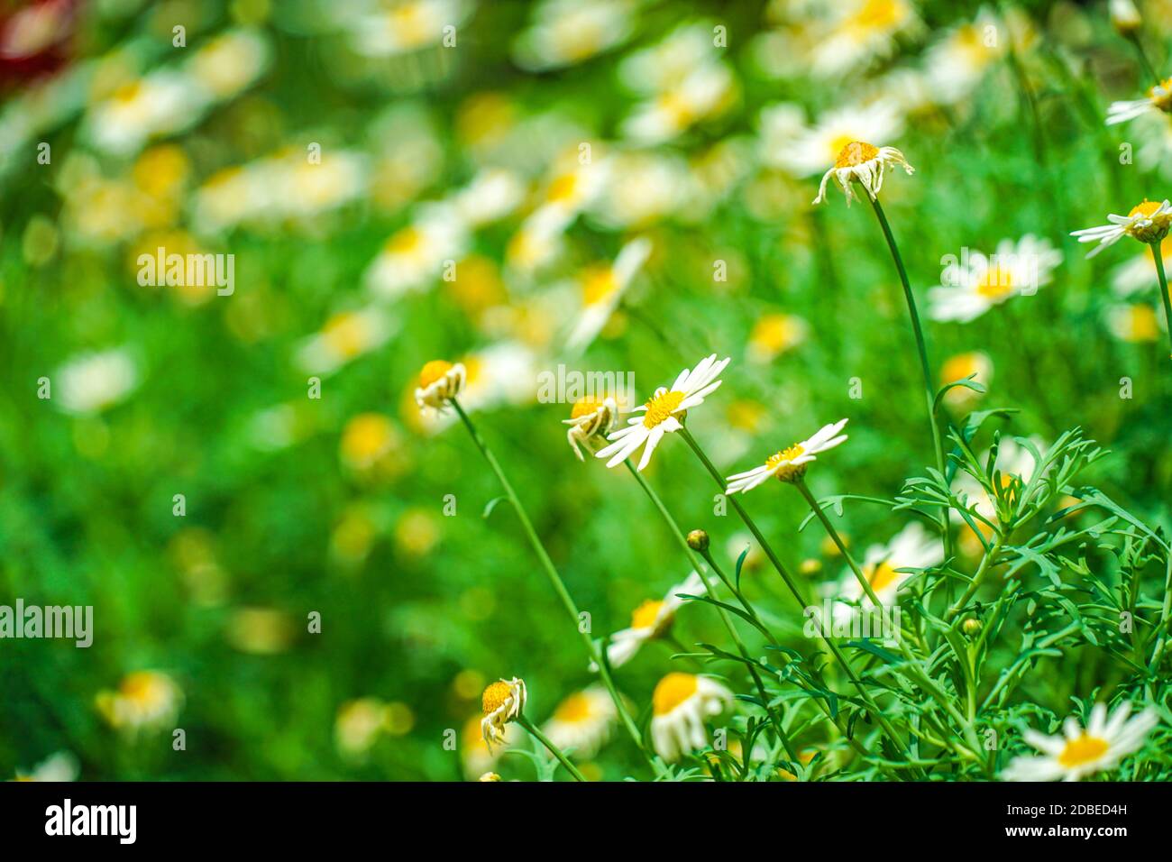 Daisy margaret hi-res stock photography and images - Alamy