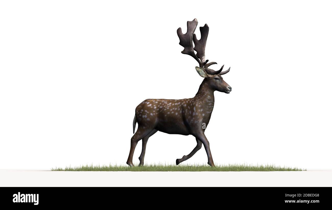 Deer in front on a white background Stock Photo - Alamy