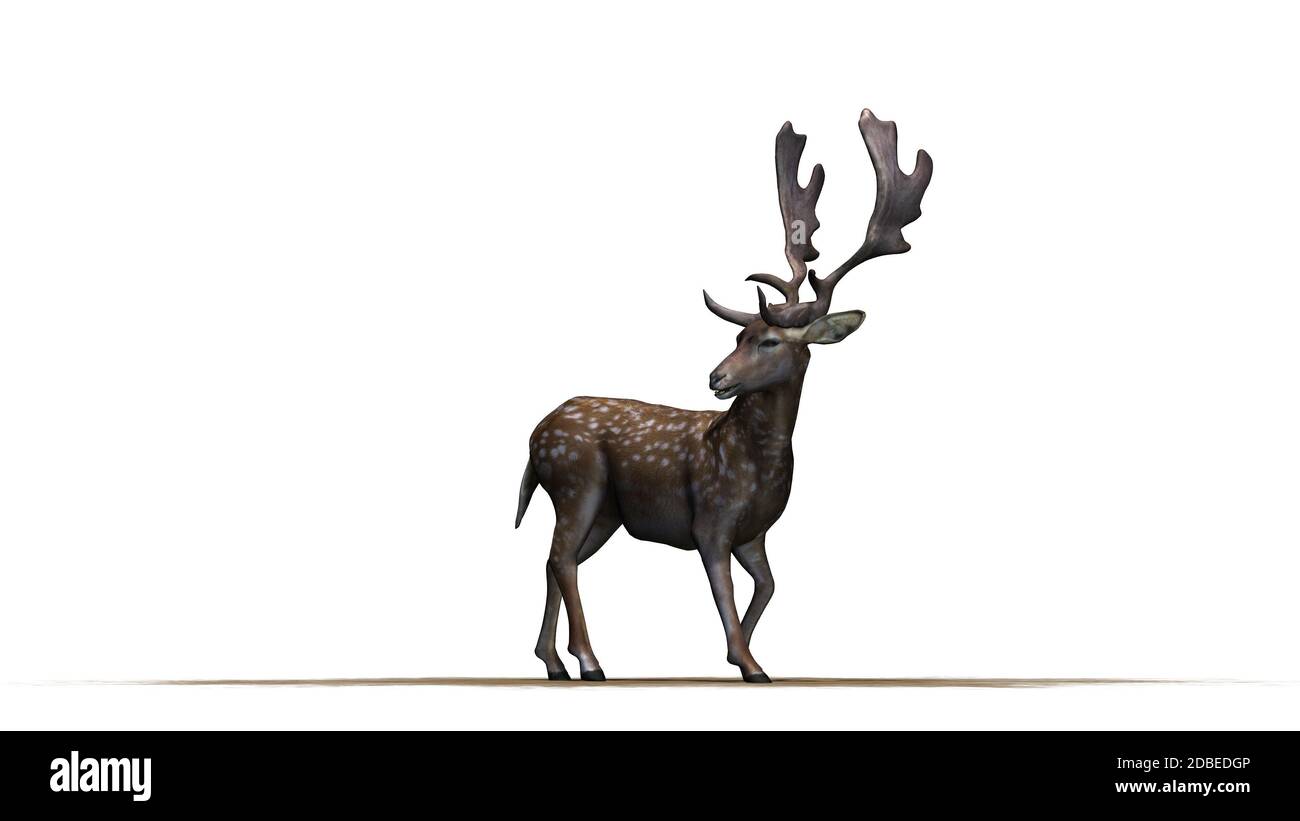 Deer in front on a white background Stock Photo - Alamy