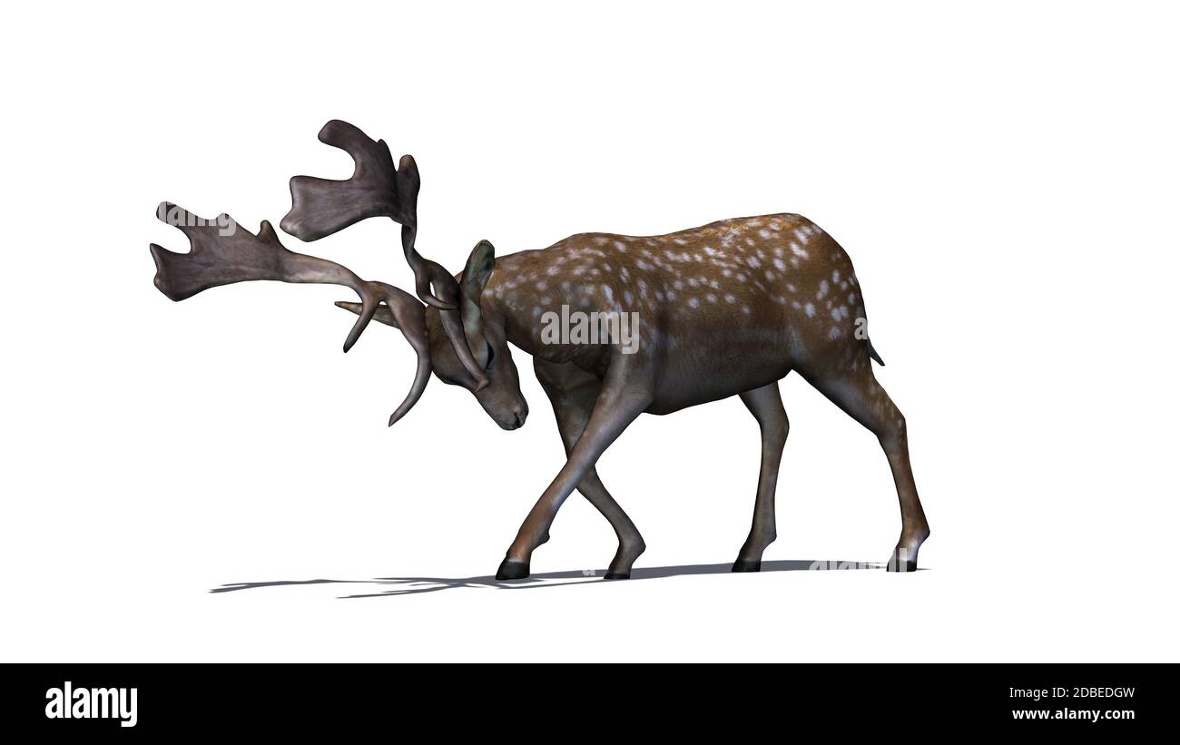 Deer in front on a white background Stock Photo - Alamy